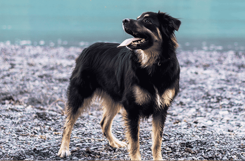 Wild Kangaroo Apples | Addiction Pet New Zealand