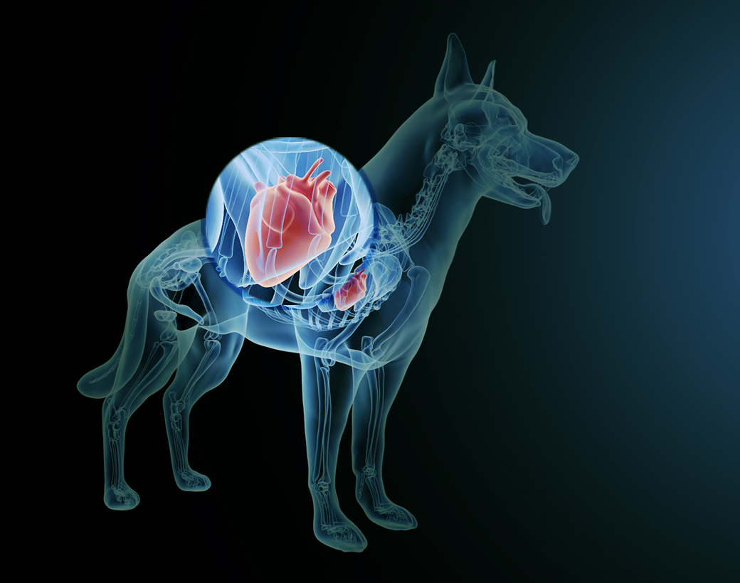 Know When Your Dog is Having a Heart Attack | Addiction Pet SG