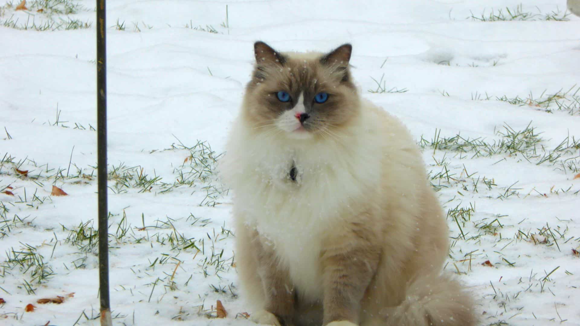 Aloe Vera: The Ancient Miracle Plant and Its Benefits to Cats