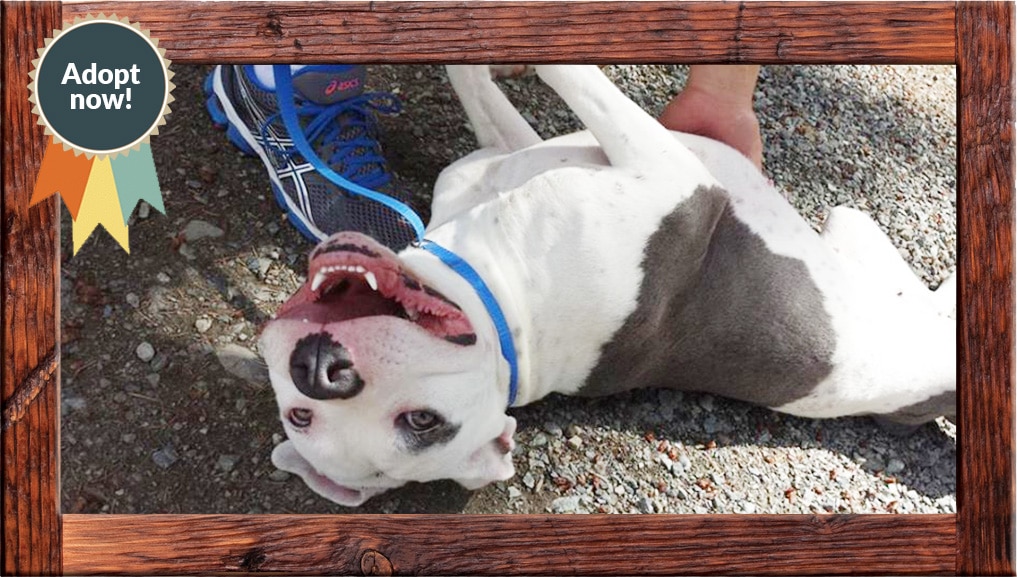 Puget Sound Rescue | Addiction Pet