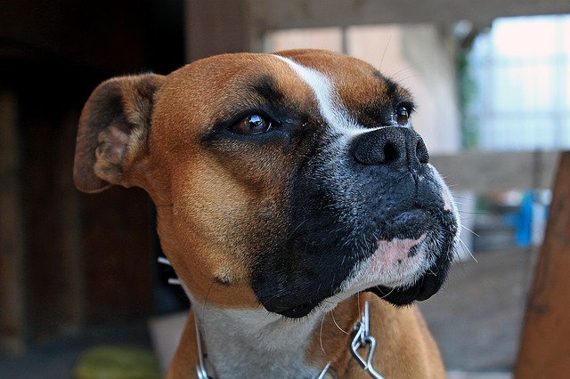 Breed Spotlight - Boxers | Addiction Pet