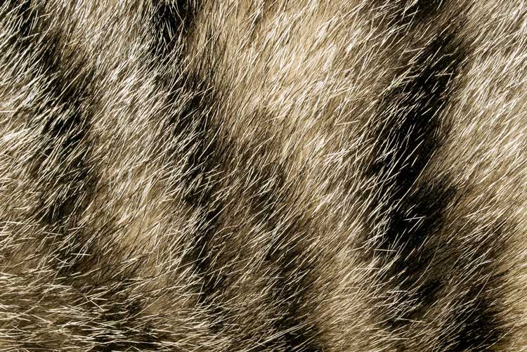 A Shiny Coat is More Than Beauty | Addiction Pet