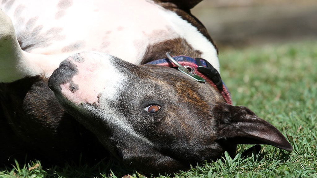 5 next-level tricks to teach your dog (Part 2 of 3) | Addiction Pet