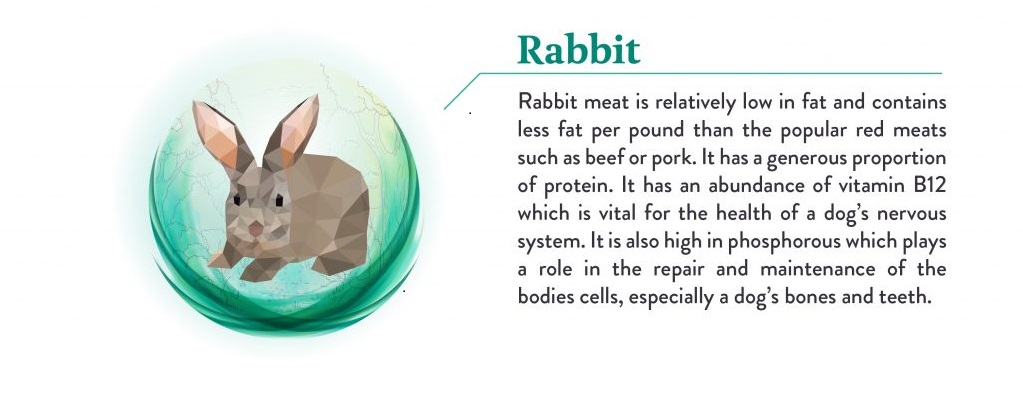 Exploring Novel Proteins: Which is Best for My Dog? | Addiction Pet