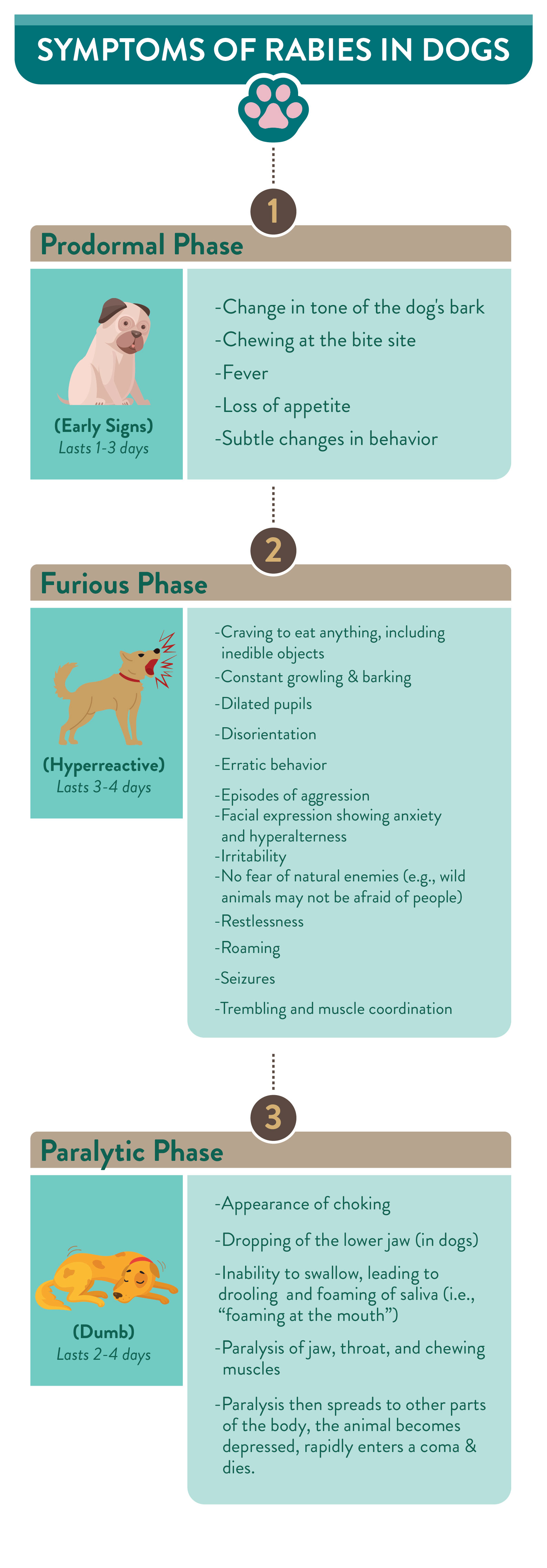 What are the Symptoms of Rabies? | Addiction Pet