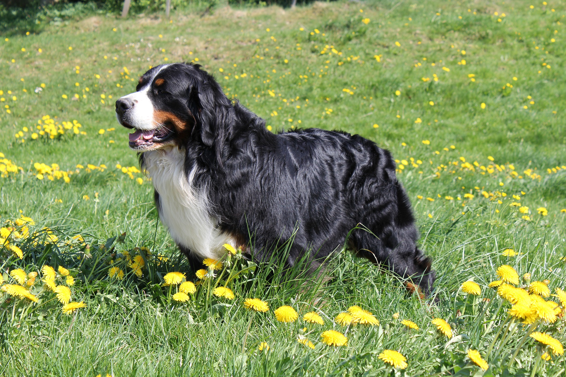 Breed Highlight Bernese Mountain Dog Addiction Pet Breed Highlight Bernese Mountain Dog Addiction Pet