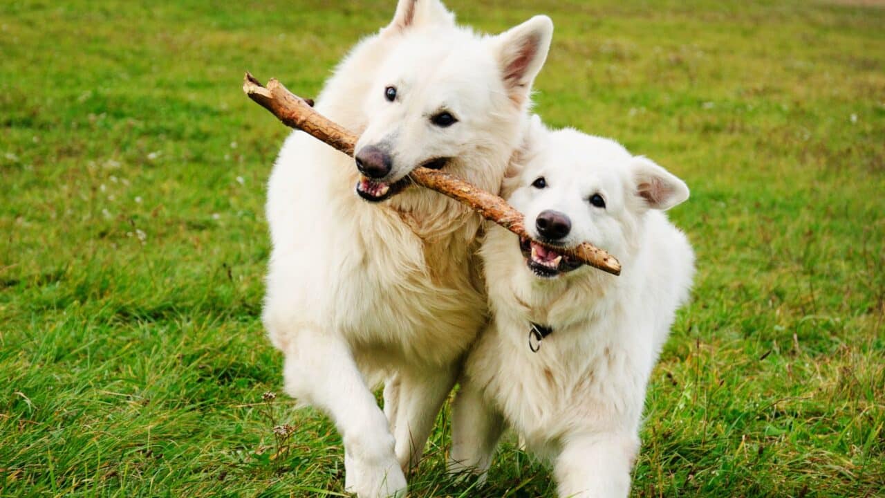 Healthy Giants: Caring for Your Big Dogs | Addiction Pet