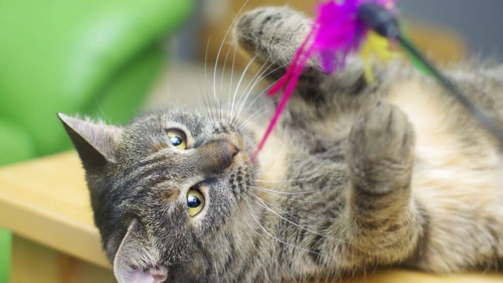 Can Your Cat Flex? How Protein Makes Cats Stronger | Addiction Pet