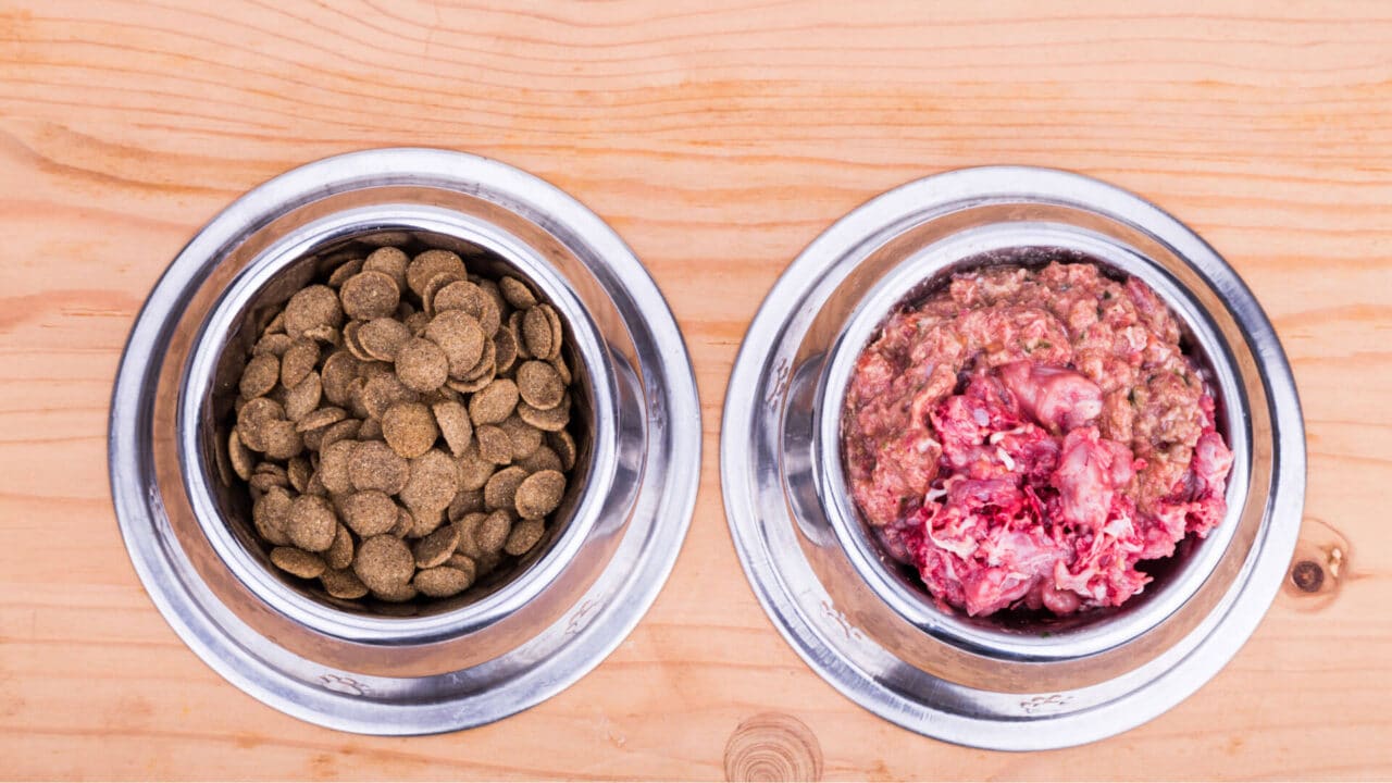 Enticing Pet Palates: Single vs. Multi-Cuisine Menus | Addiction Pet